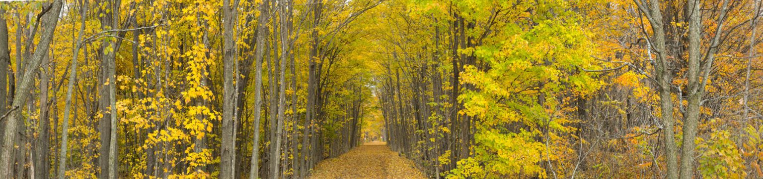Home - Michigan Office of the Auditor General